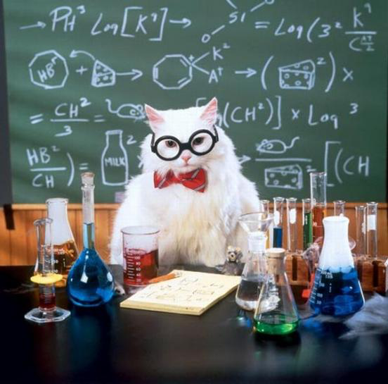 Chemistry Cat Meme Template Editdit 